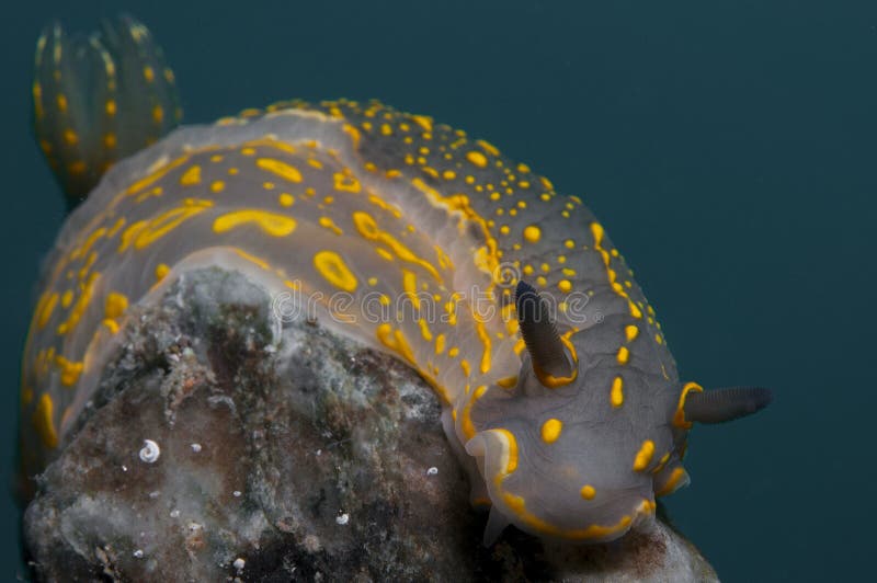 Invertebrate Yellow Walking on the Sponge Stock Photo - Image of fauna ...