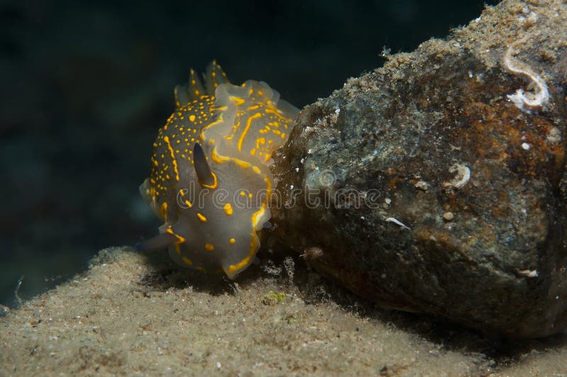 Invertebrate Yellow Walking On The Sponge Stock Photo - Image of ...