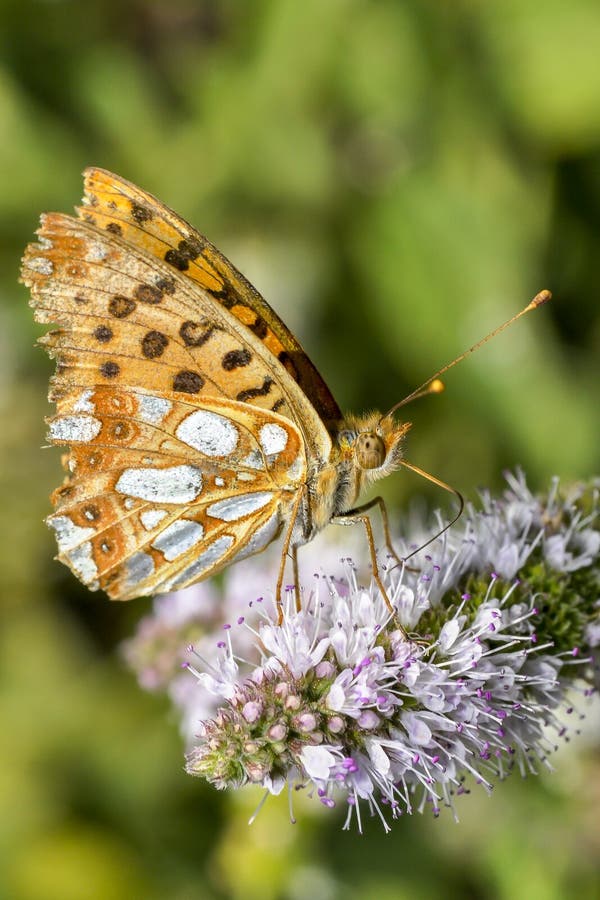 Invertebrates of nature stock image. Image of good, color - 52279535