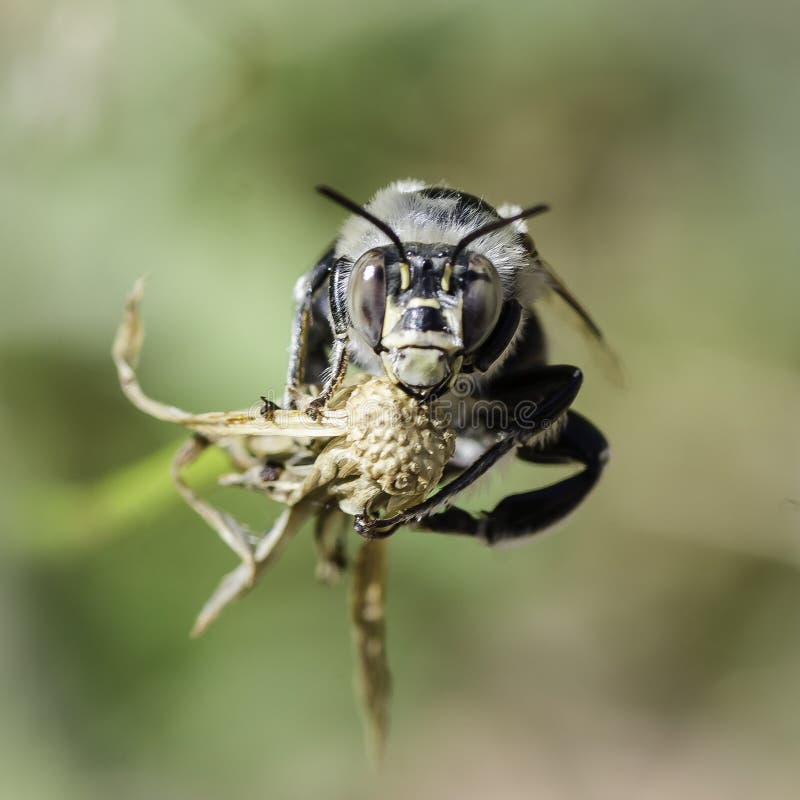 Invertebrati della natura fotografia stock. Immagine di morso - 44018466