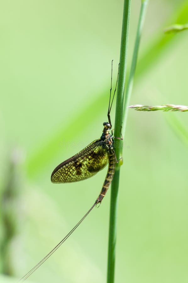 Invertebrte Portrait of Mayfly Stock Image - Image of conservation ...