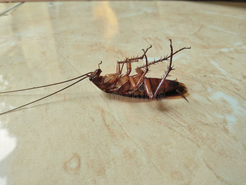 Inverted Cockroach, with Its Distinctive Shape Stock Photo - Image of ...