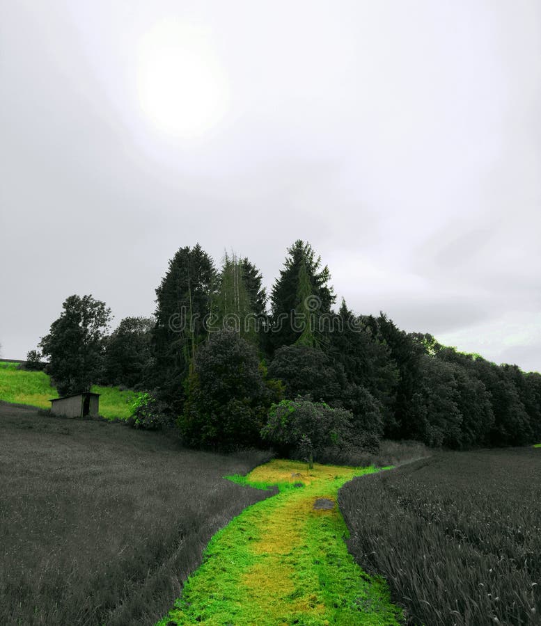 Inverted Colors on a Forest Road Surrounded by Grass Stock Image ...