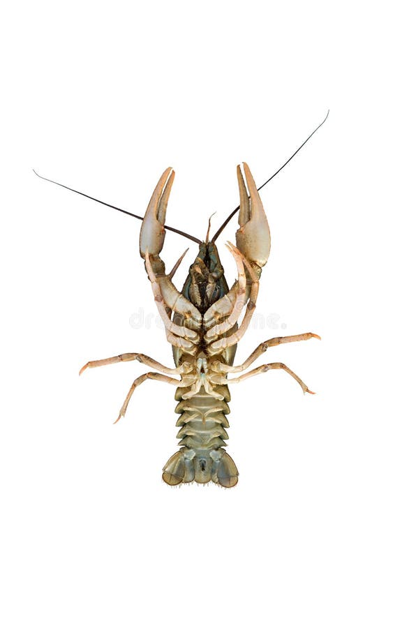 Inverted crayfish stock photo. Image of white, large - 76478836