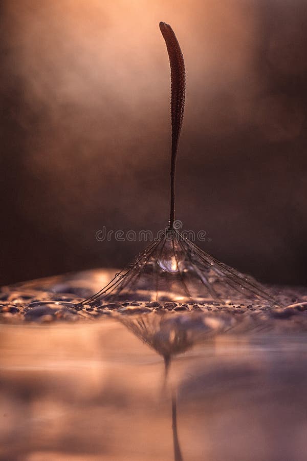 Inverted Dandelion Parachute Stock Photos - Free & Royalty-Free Stock ...