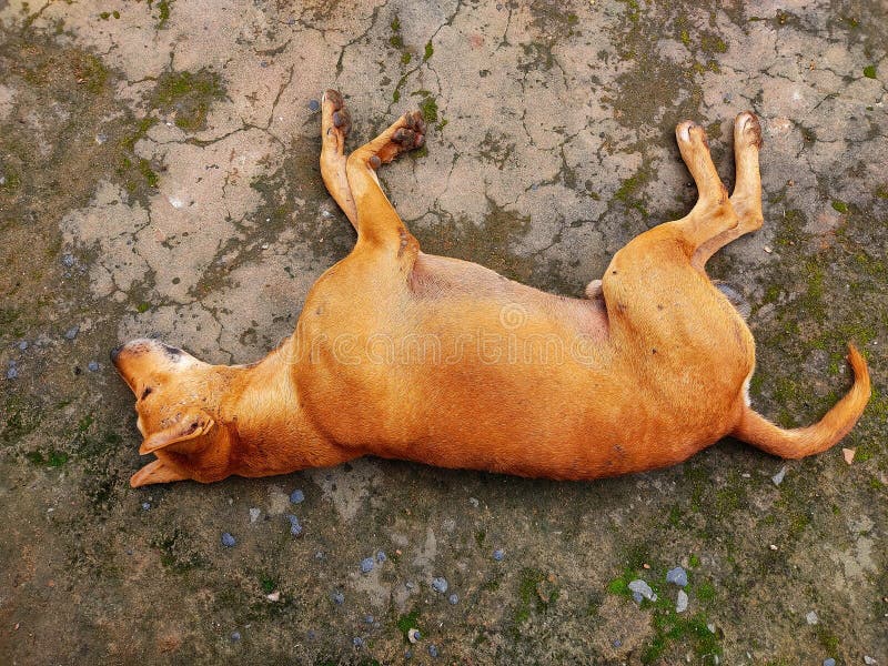 Inverted Image of a Dog Sleeping on Ground Hd Stock Photo - Image of ...