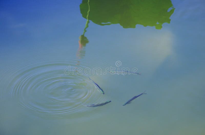 Inverted Image of Lotus Bud Stock Image - Image of lilly, water: 228440407