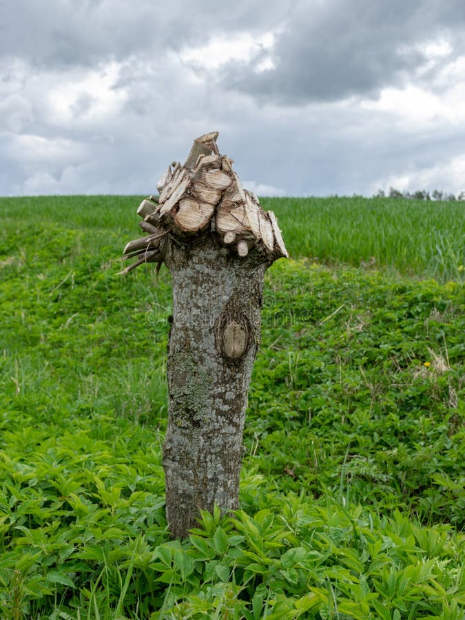 An Inverted Linden Tree Trunk on a Background of Green Grass Stock ...