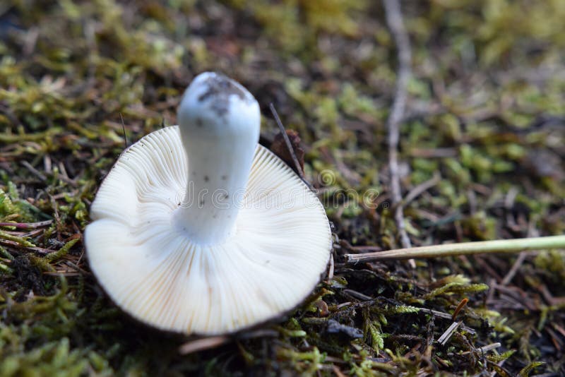 Inverted Mushroom - Image stock image. Image of natural - 135705685