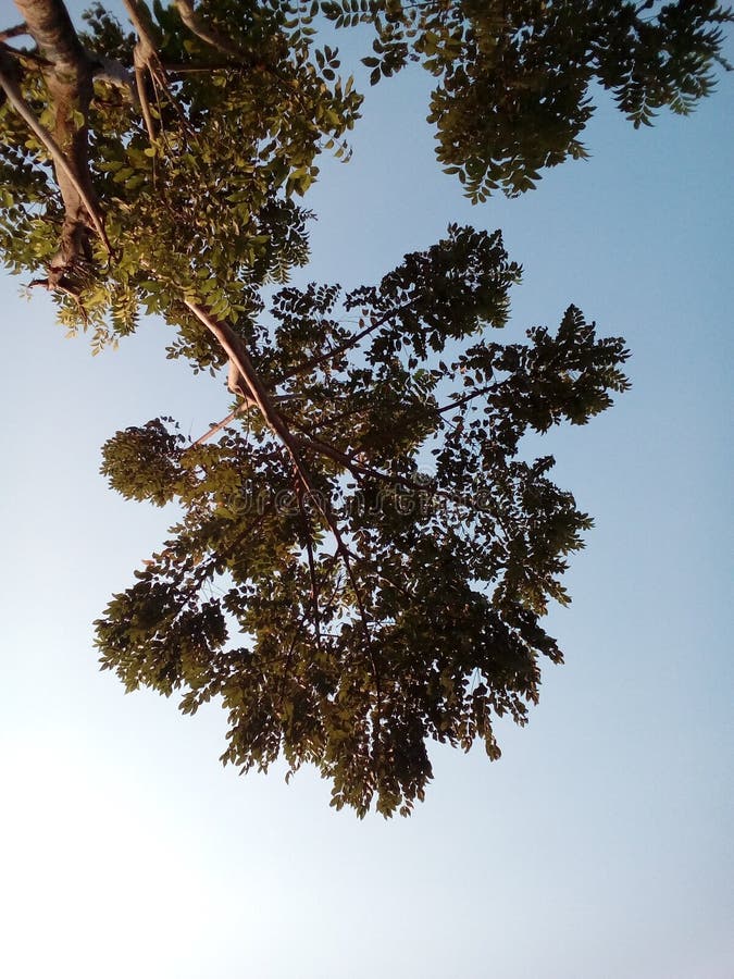 Inverted Photo of Tall Tree Poto Object in the Afternoon Stock Photo ...
