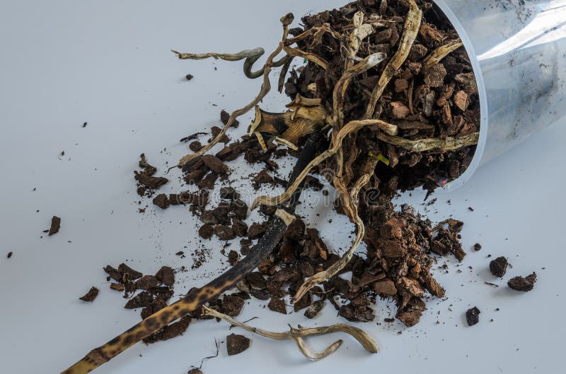 Inverted Pot with Faded Orchid Roots Stock Photo - Image of closeup ...