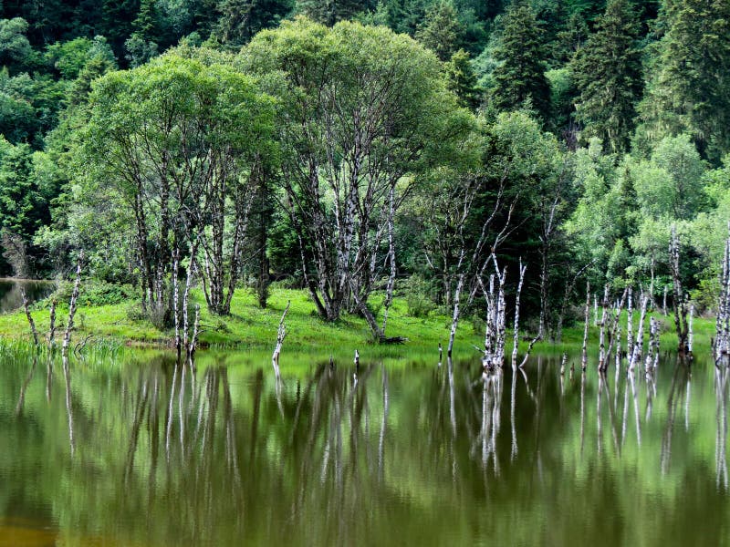 Inverted Reflection in Water Stock Photo - Image of calm, peace: 26384544