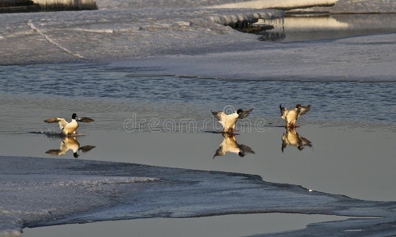 Inverted Reflection in Water Stock Image - Image of migratorybird, snow ...