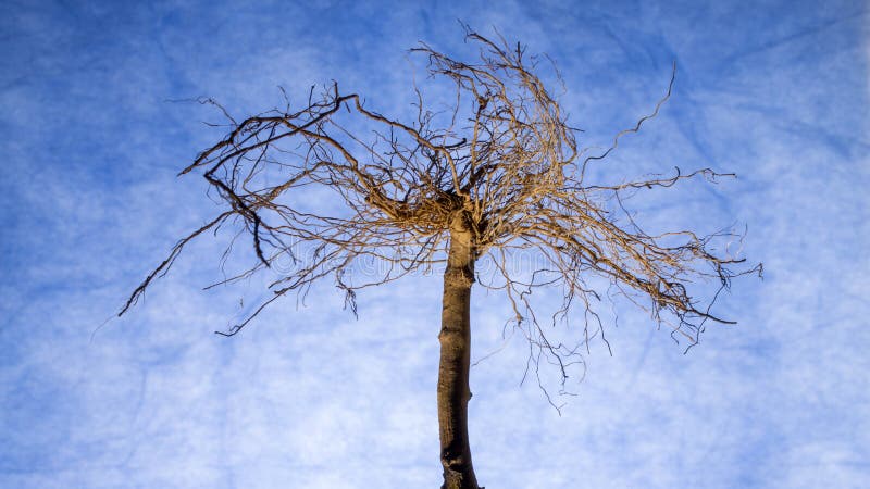 Inverted Roots of a Tree-like Plant on a Blue Background Stock Photo ...