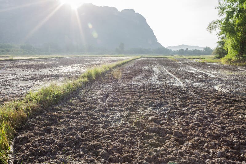 Preparation of Paddy Field in India Stock Image - Image of harvesting ...