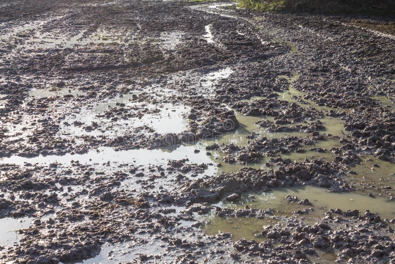 Paddy field the season stock image. Image of coconut - 58318759