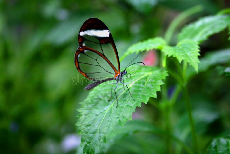Invisible Butterfly stock image. Image of tranqual, spring - 4453657