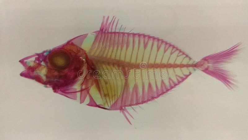 Invisible fish stock image. Image of close, fish, isolated - 14208107