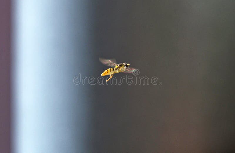 Invisible Insect Caught in Flight Stock Image - Image of striped, flies ...