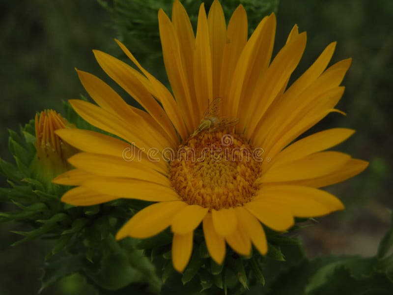 Almost invisible stock photo. Image of hiding, little - 139247580