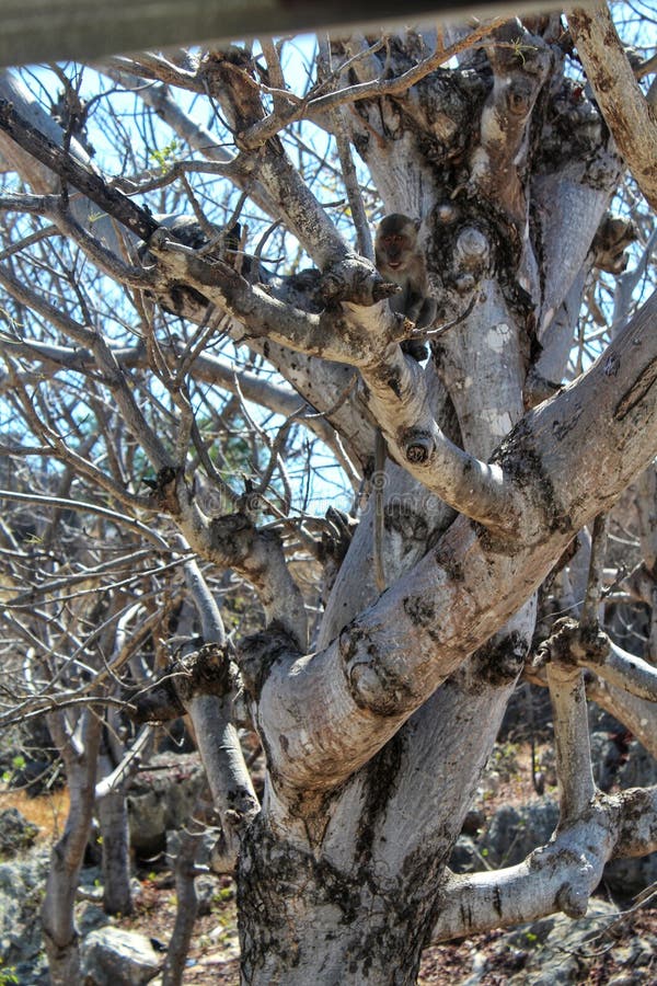 Almost Invisible Monkey Sitting on the Big Leafless Tree Branches ...