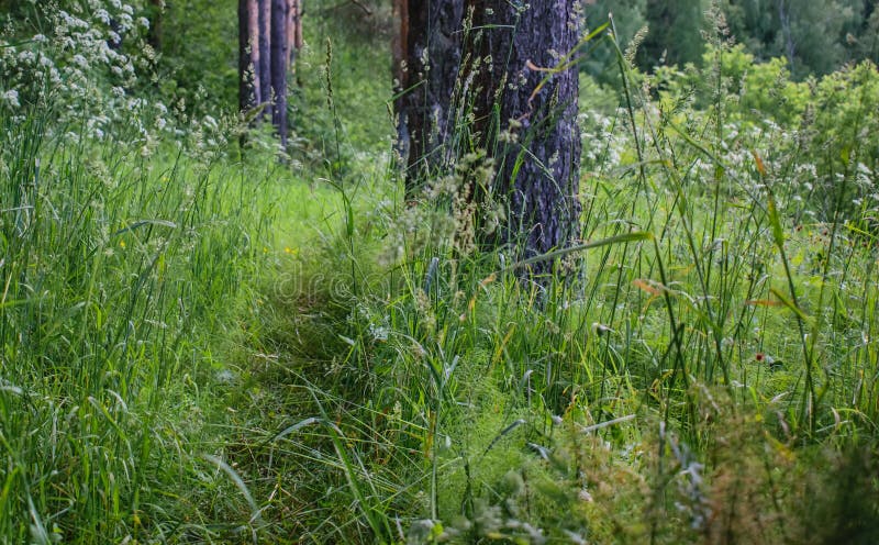 Invisible Path in the Forest Stock Image - Image of summer, running ...