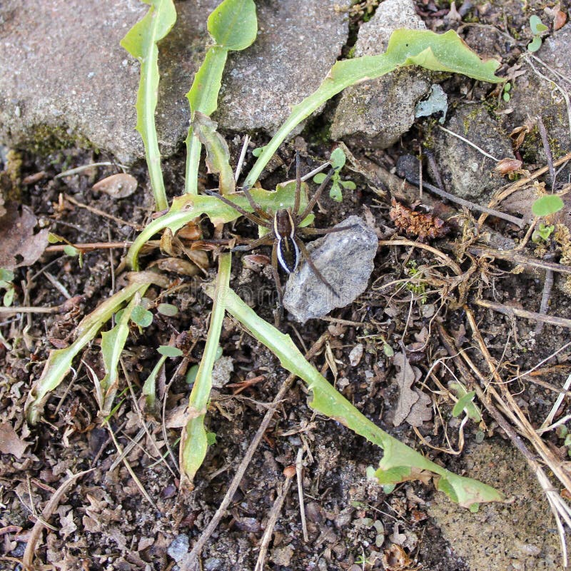 Invisible spider stock image. Image of green, nature - 62159091