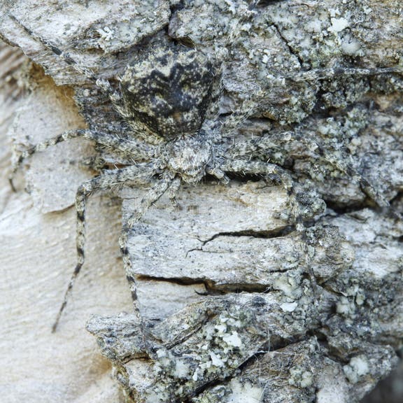 Invisible Spider (Philodromus Emarginatus) Stock Photo - Image of gray ...