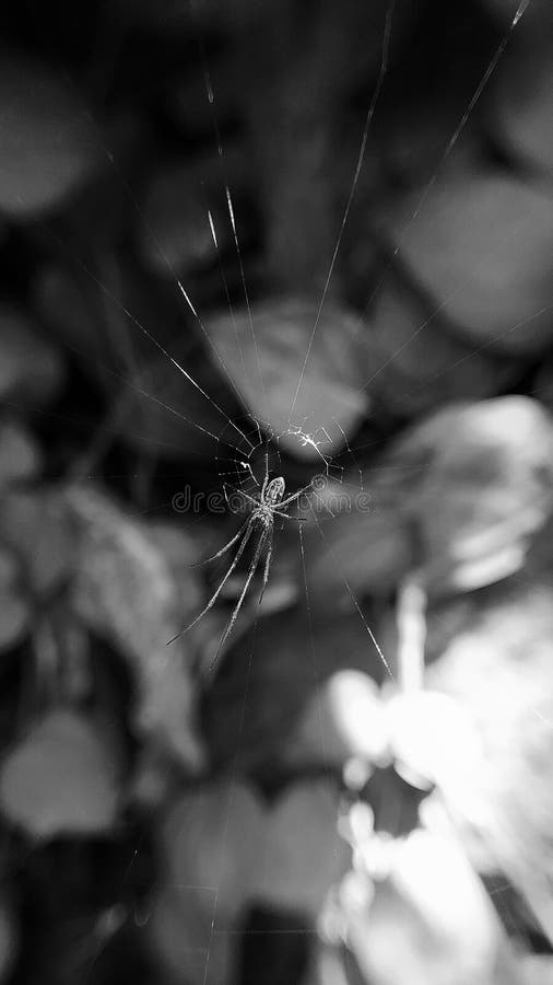 Invisible trap stock image. Image of invisible, spider - 156171689