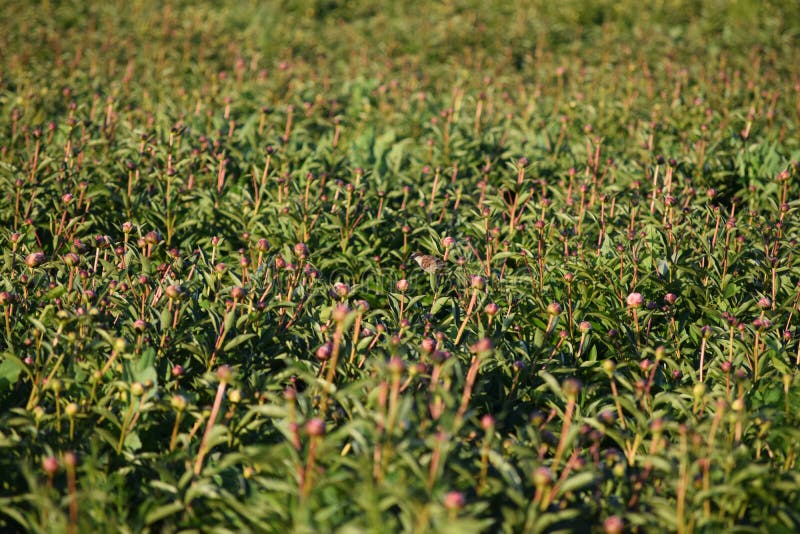 Almost invisible stock image. Image of hidden, color - 183276391