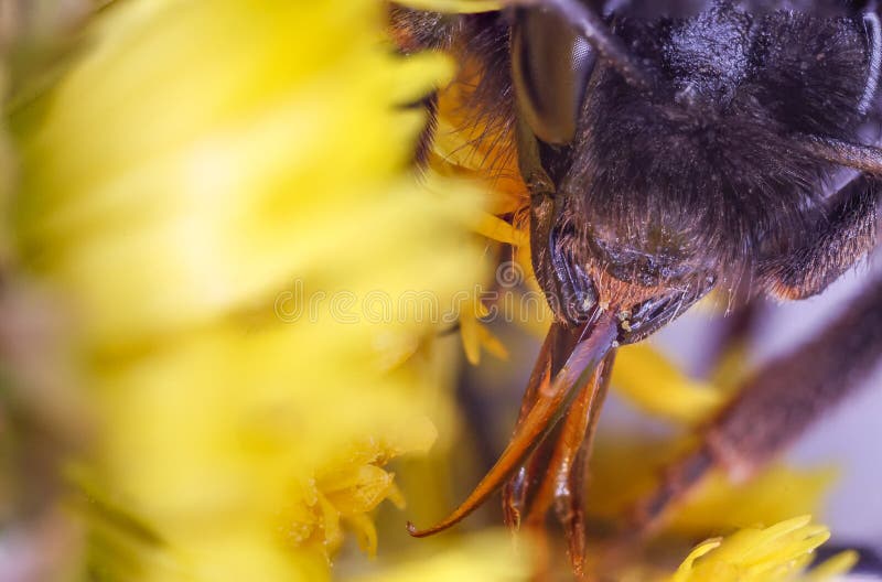 Invisible World Insects Stock Photos - Free & Royalty-Free Stock Photos ...