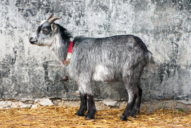 Grey goat stock image. Image of farm, horned, black, grass - 2372477