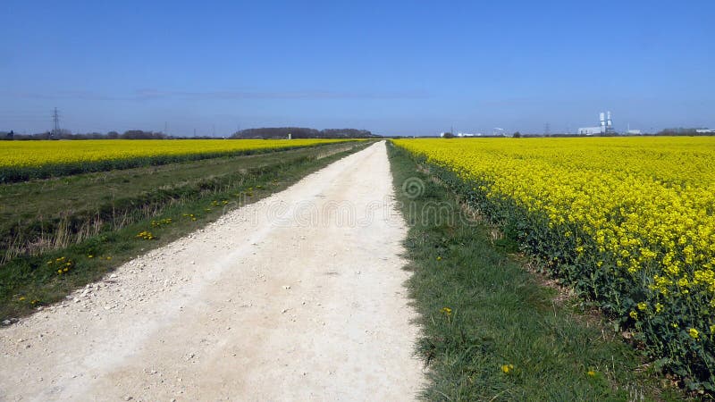 Wide Lane through Rapeseed Fields Stock Image - Image of industry, blue ...