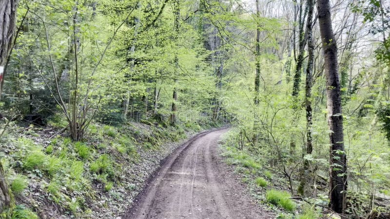 Inviting Forest Trail Winding through Early Spring Woodland, Fresh ...