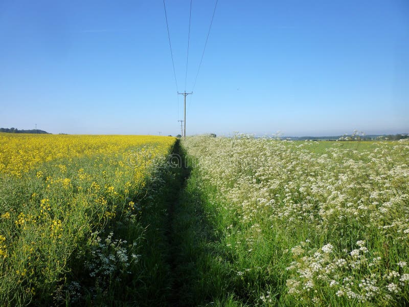 Path through Thriving Crops Stock Image - Image of grass, lincolnshire ...