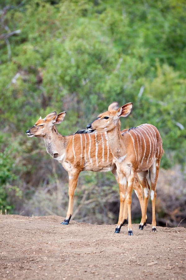 Herd of Inyala stock photo. Image of angasii, south, gazelle - 57038876