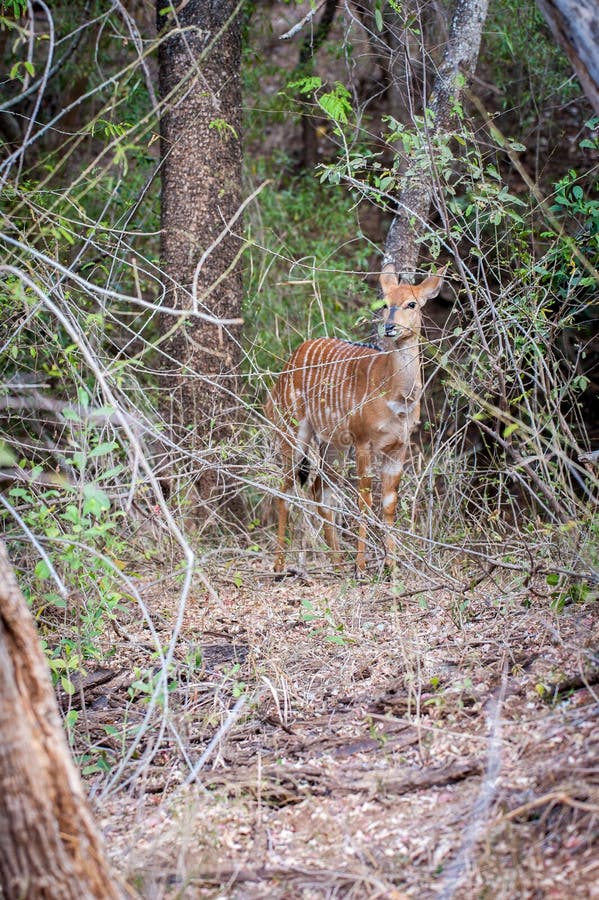 Herd of Inyala stock photo. Image of angasii, south, gazelle - 57038876
