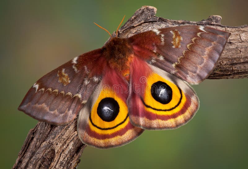 IO Moth stock image. Image of wings, arthropod, close - 20165265