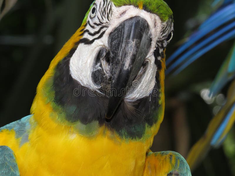 119 Cracker Beak Stock Photos - Free & Royalty-Free Stock Photos from ...