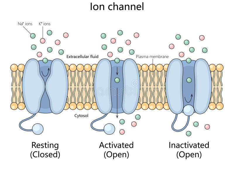 Ion Channel States and Functions Diagram Science Stock Illustration ...