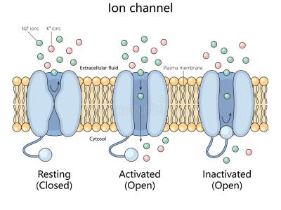 Ion Channel States and Functions Diagram Science Stock Illustration ...