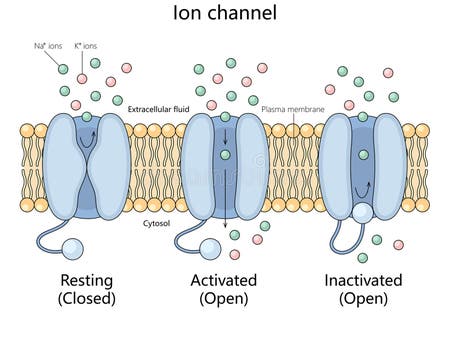 Ion Channel States and Functions Diagram Science Stock Illustration ...