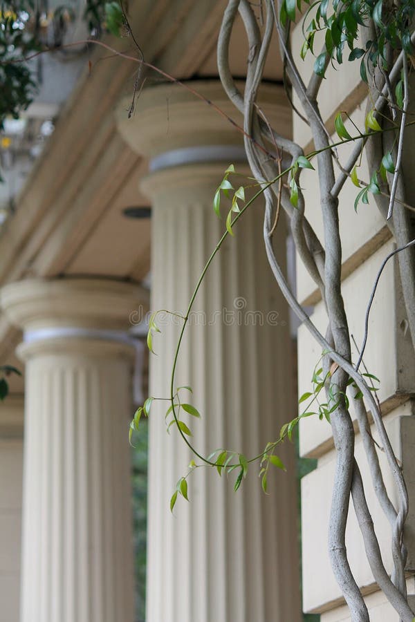Column Greek Vines Stock Photos - Free & Royalty-Free Stock Photos from ...