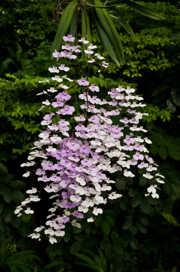 Ionopsis Orchid stock image. Image of leaves, hanging - 20725777