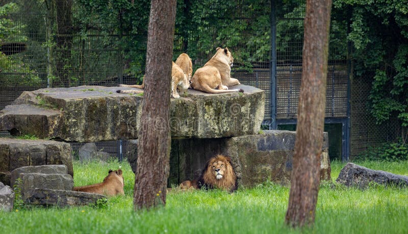 Ions Resting on Rocks in a Zoo Enclosure Surrounded by Greenery and ...