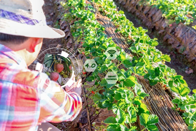 IoT, Internet of Things Modern Agriculture Smart Farming System Concept ...