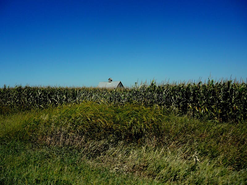 Iowa Corn Fields stock image. Image of corn, book, midwest - 71671381
