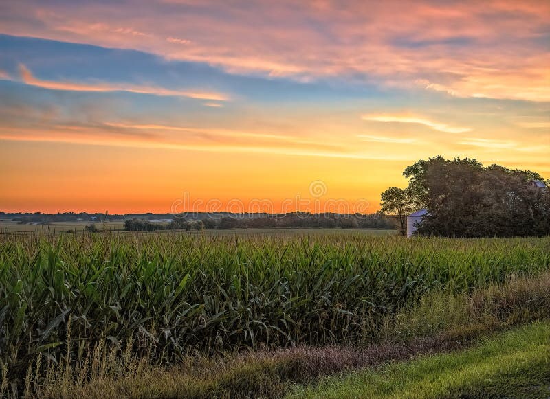 Iowa Cornfield stock image. Image of prairie, evening - 362832571