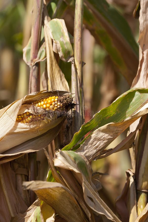 Iowa Cornfields stock image. Image of green, iowa, farmland - 26657743