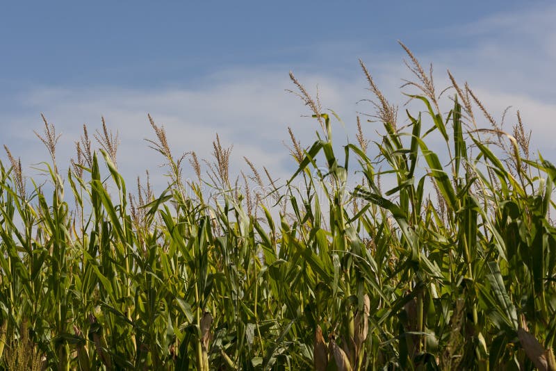 Iowa Cornfields stock image. Image of leaf, green, farming - 26658013